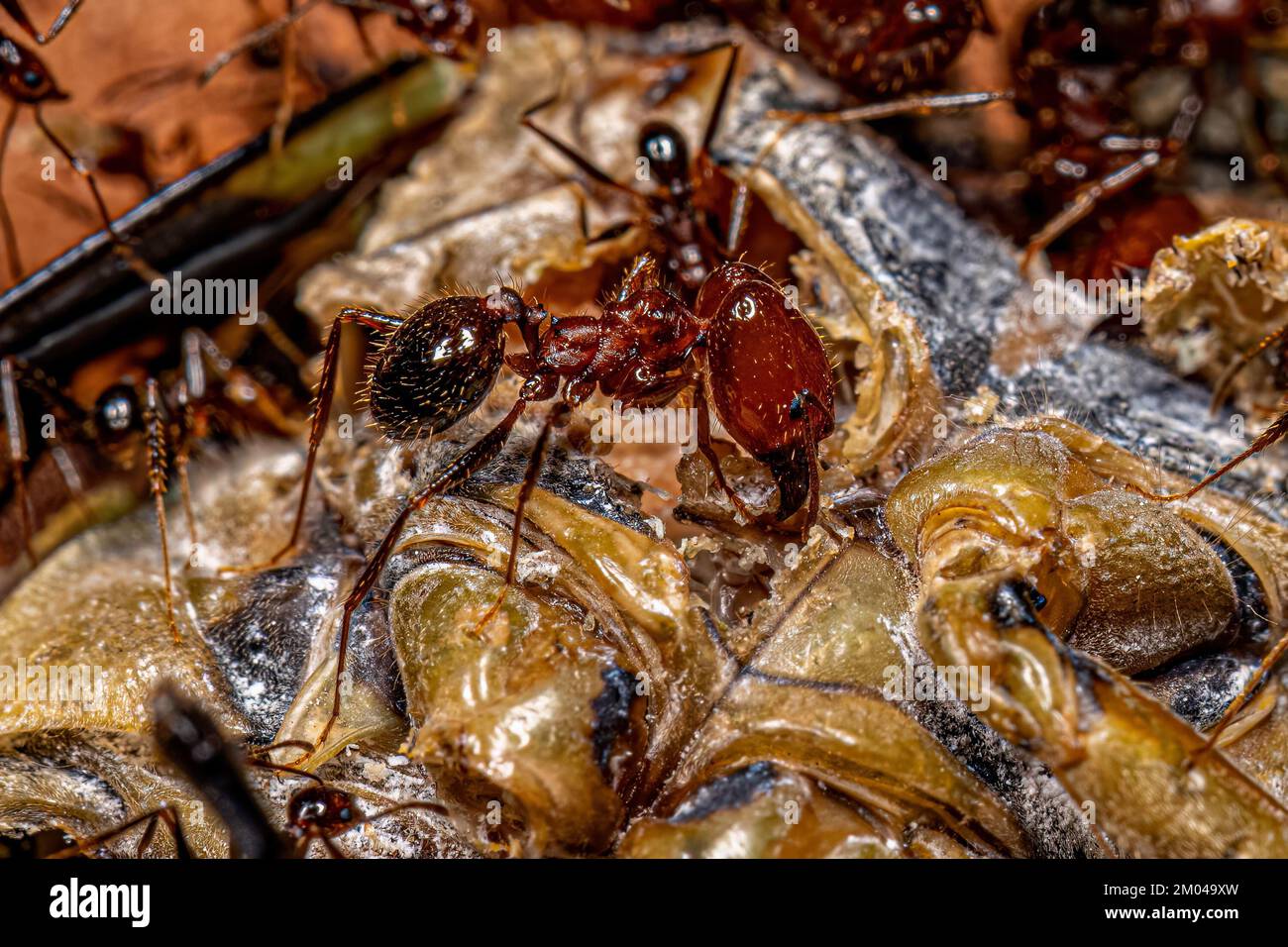 Black Big Headed Ant