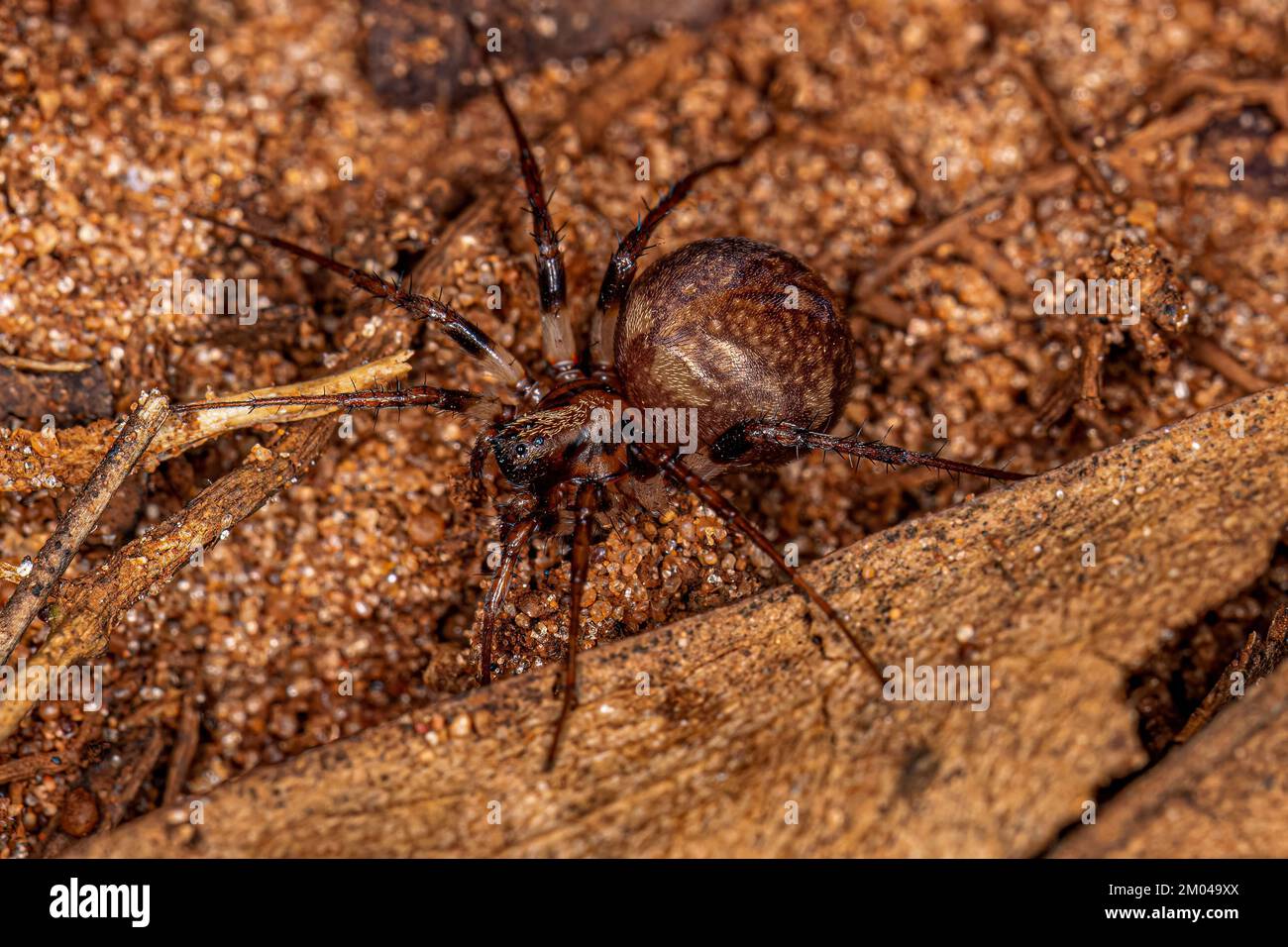 Zodariid spider hi-res stock photography and images - Alamy