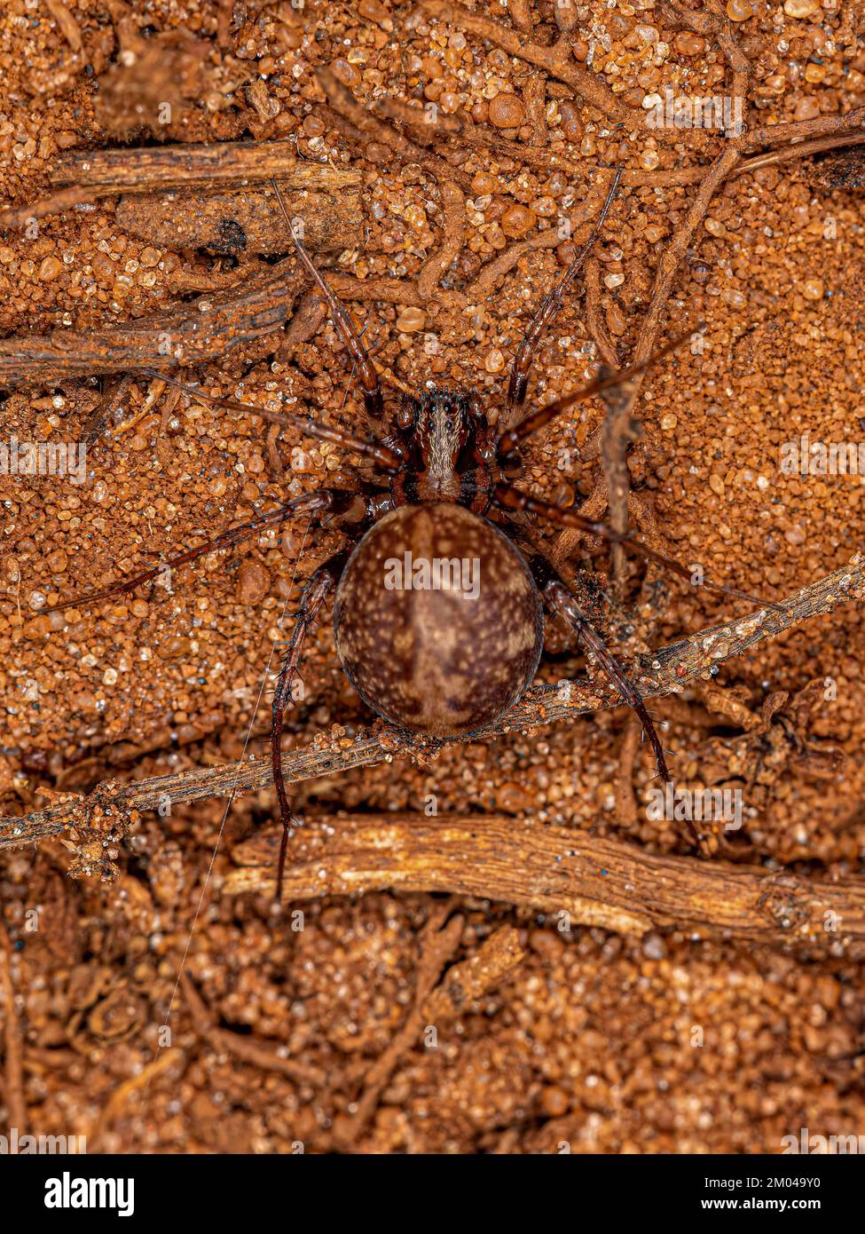 Zodaroid spider hi-res stock photography and images - Alamy