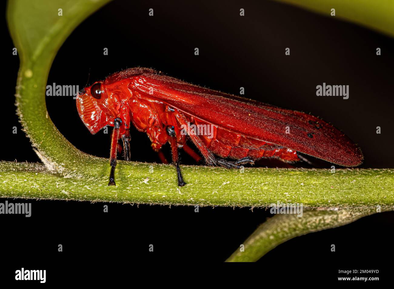 Adult Red Froghopper Insect of the Family Cercopidae Stock Photo - Alamy