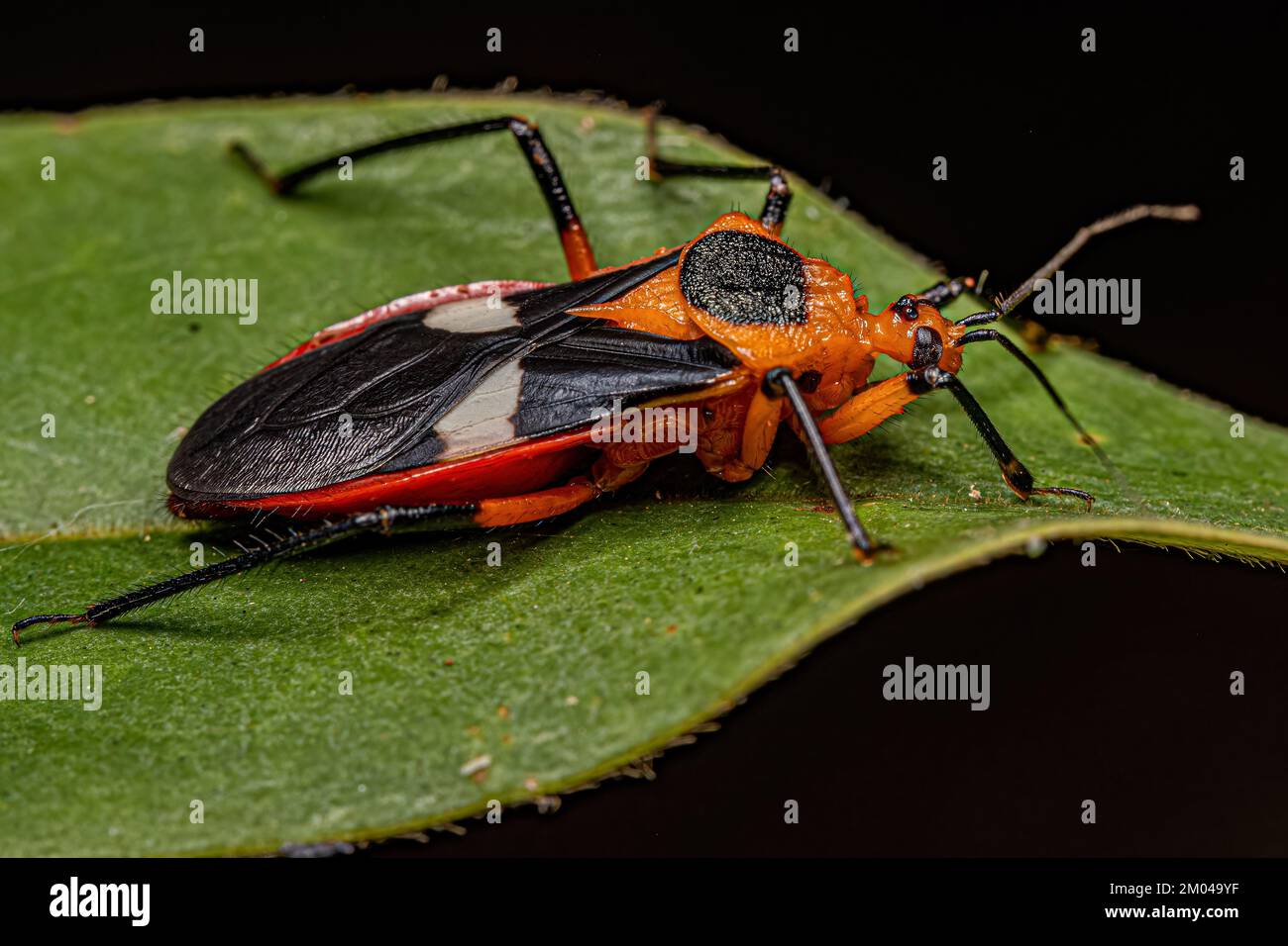 Brown and black assassin bug hi-res stock photography and images - Alamy
