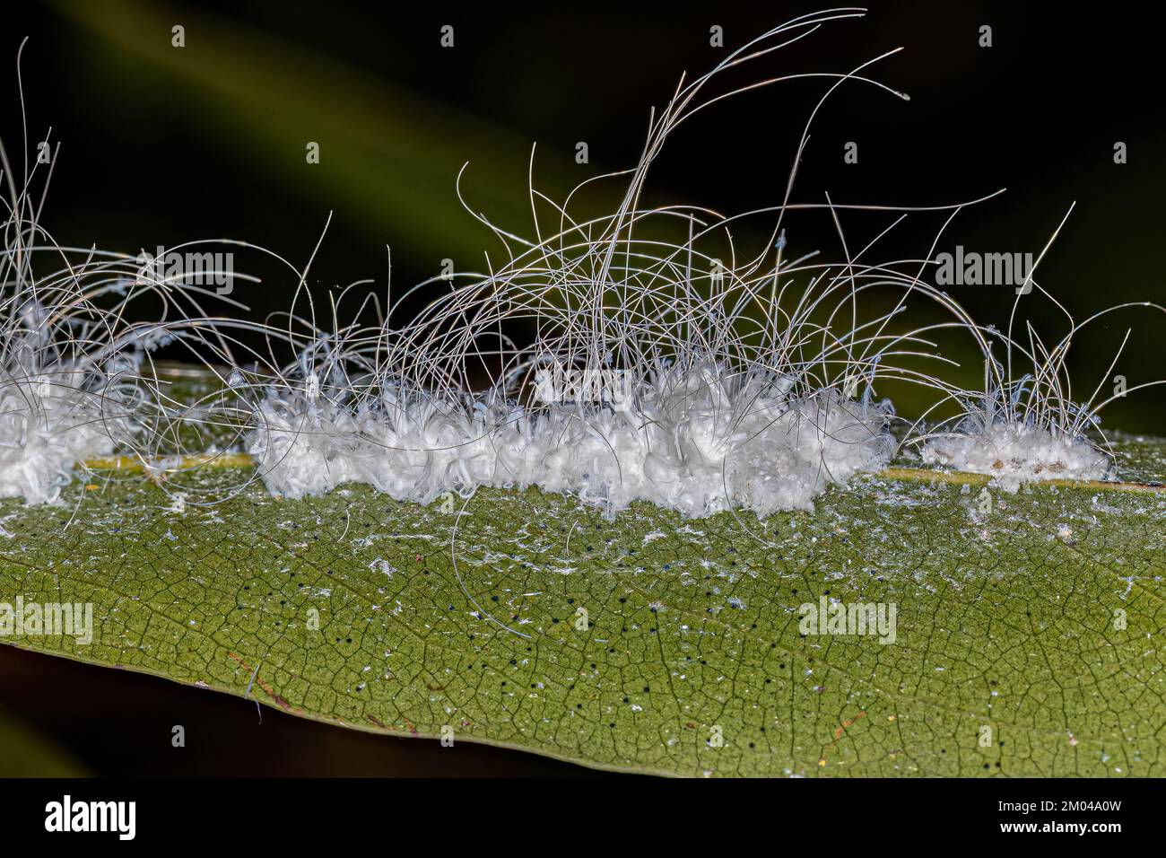 Whitefly parasite hi-res stock photography and images - Alamy