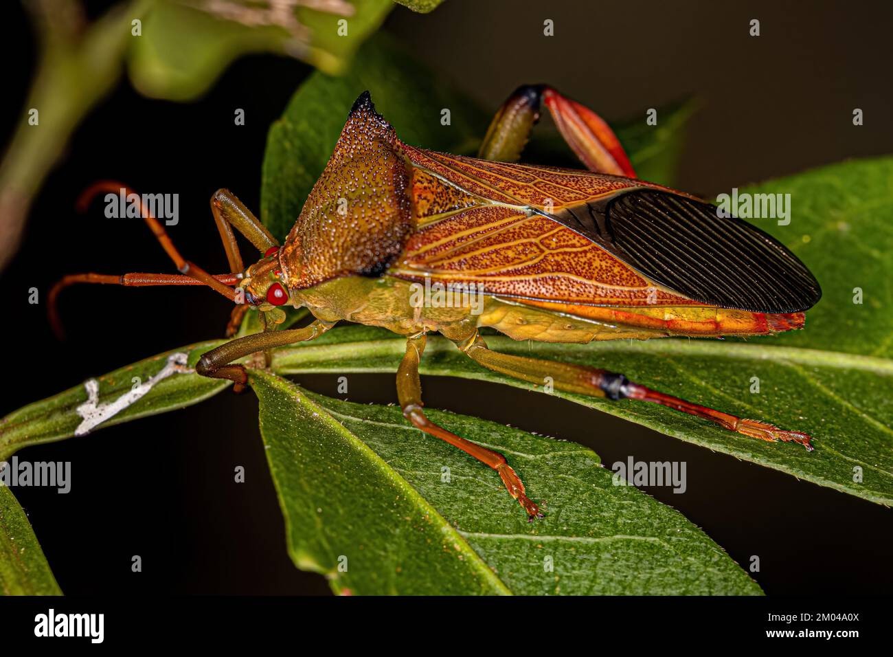 Adult Leaf-footed Bug of the Genus Melucha Stock Photo - Alamy