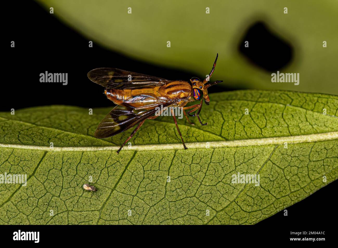 Adult Horse Fly of the Genus Chrysops Stock Photo - Alamy