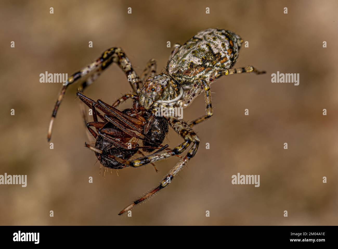 Adult Female Crab Spider of the Genus Titidius preying on an Adult ...