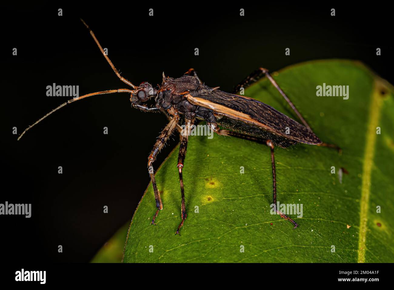 Adult Assassin Bug of the genus Zelurus Stock Photo - Alamy
