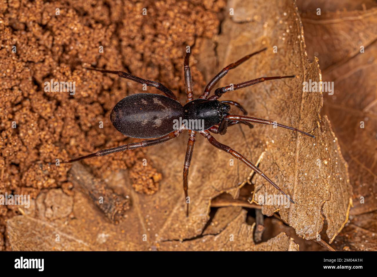 Adult Female Ant mimic Sac Spider of the species Falconina gracilis ...