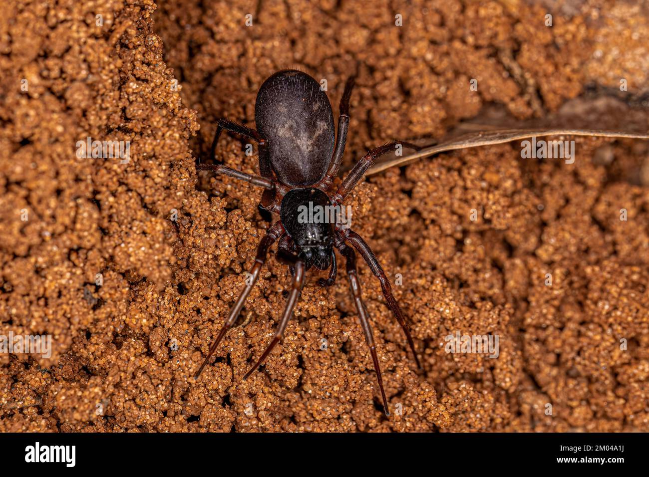 Adult Female Ant mimic Sac Spider of the species Falconina gracilis ...