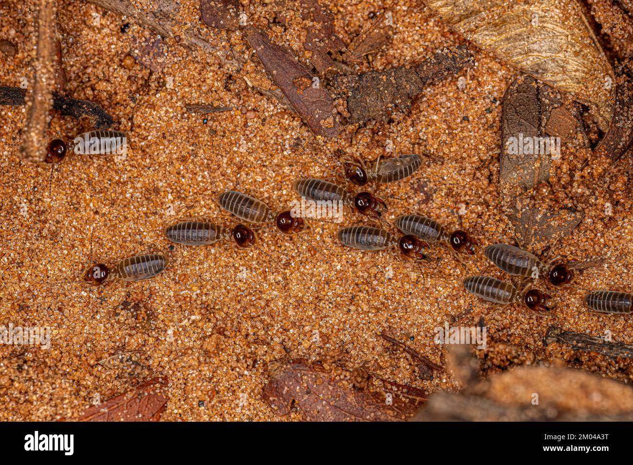 Adult Higher Termites of the Genus Ruptitermes Stock Photo - Alamy