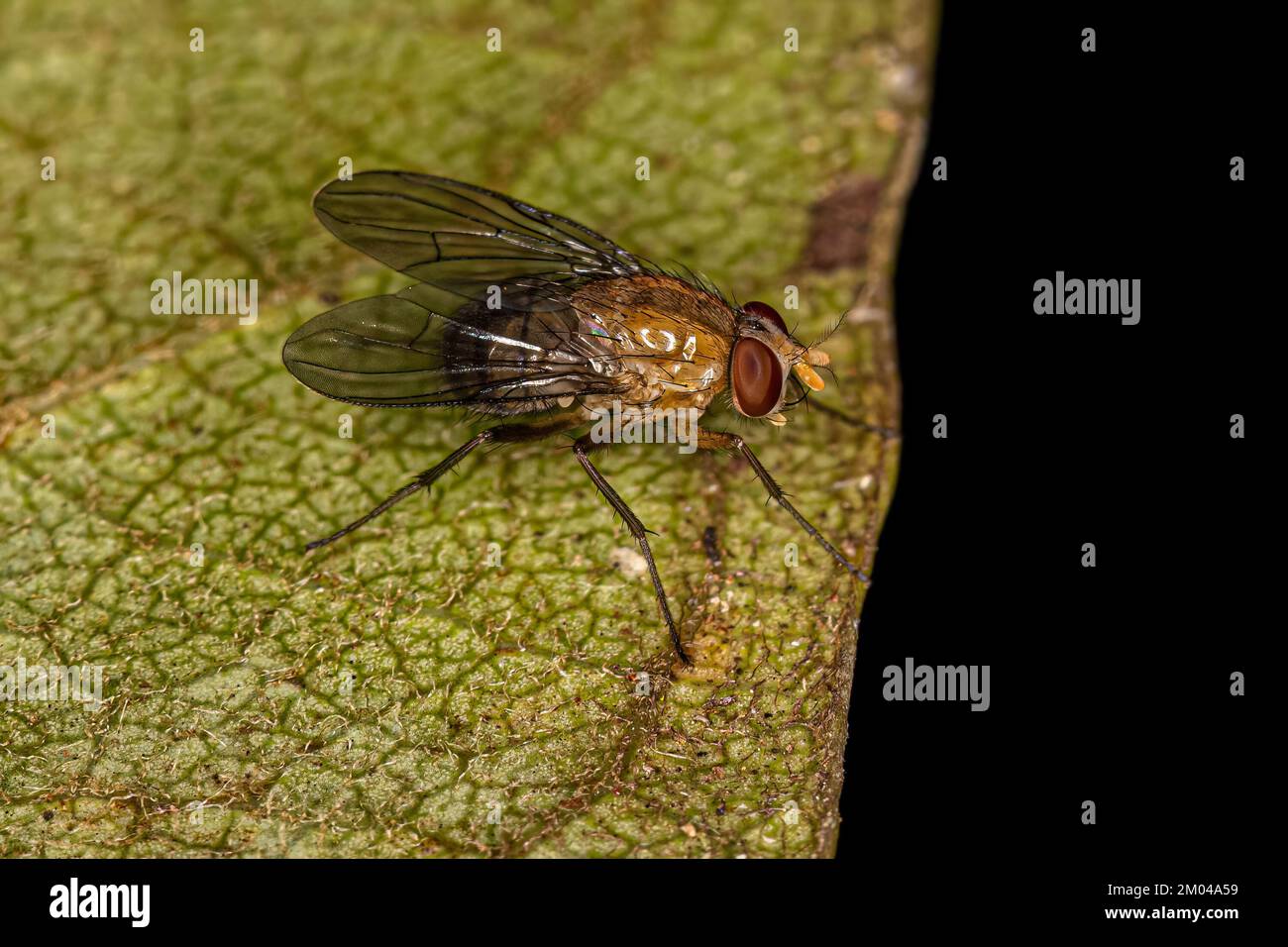 Adult Muscoid Fly of the Family Family Muscidae Stock Photo - Alamy