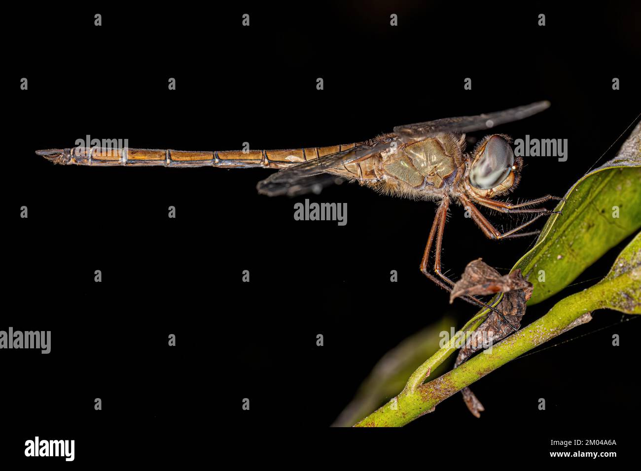 Tholymis citrina hi-res stock photography and images - Alamy