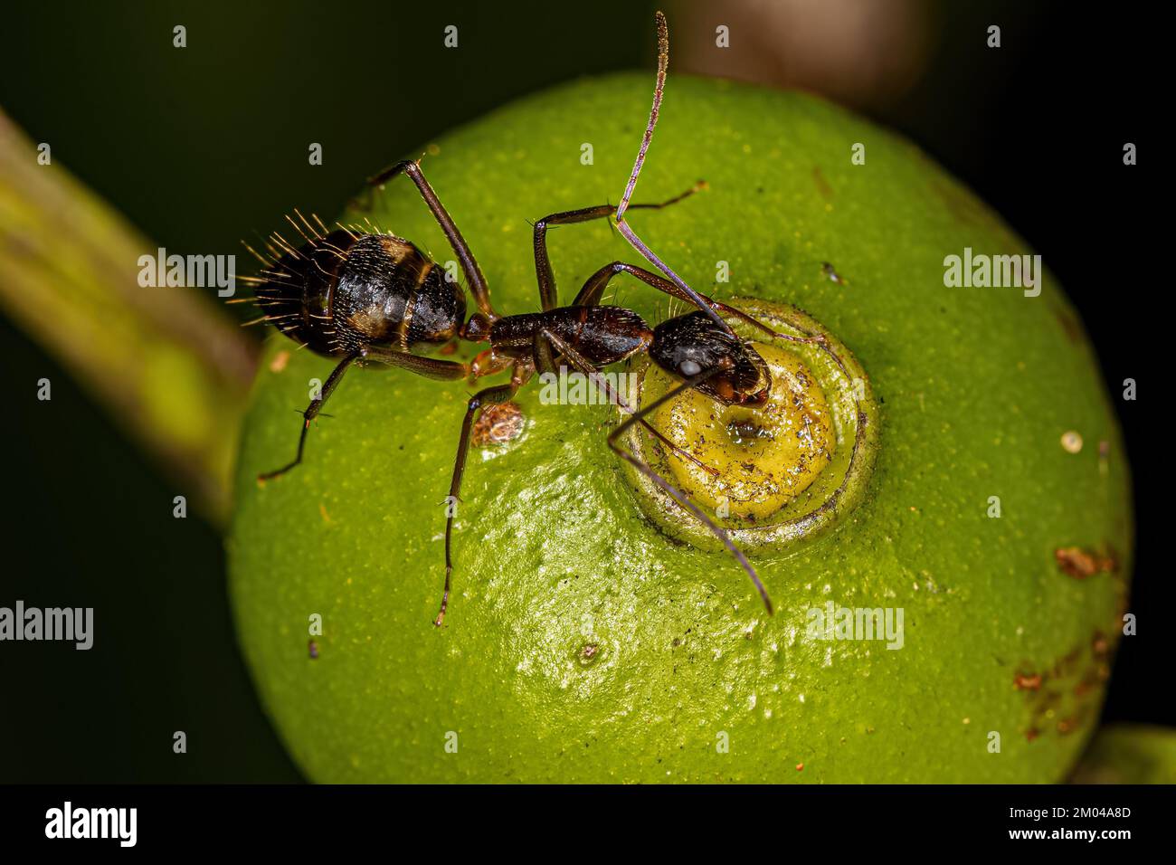 Six legs creature hi-res stock photography and images - Alamy