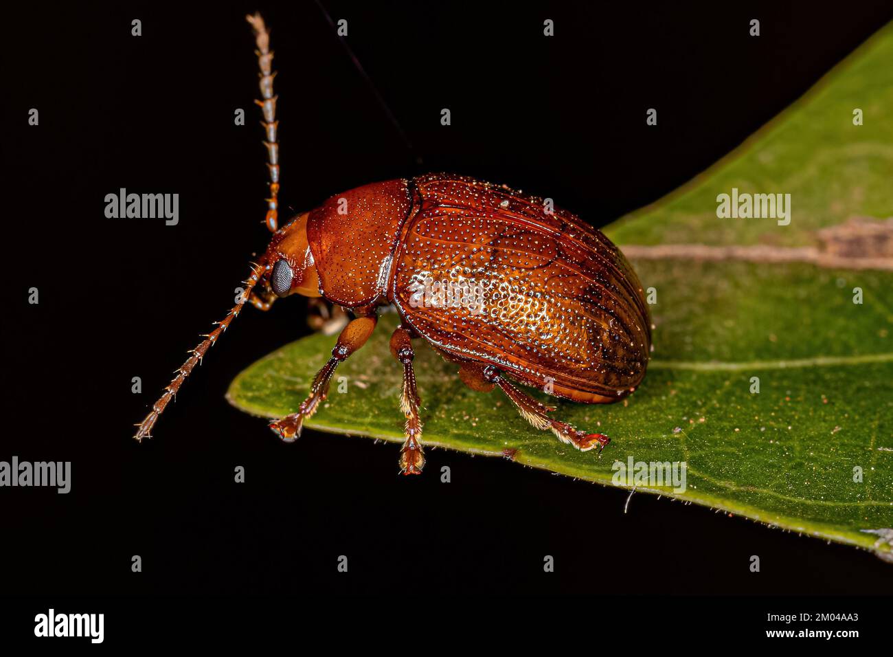 Adult Leaf Beetle of the Subfamily Eumolpinae Stock Photo - Alamy
