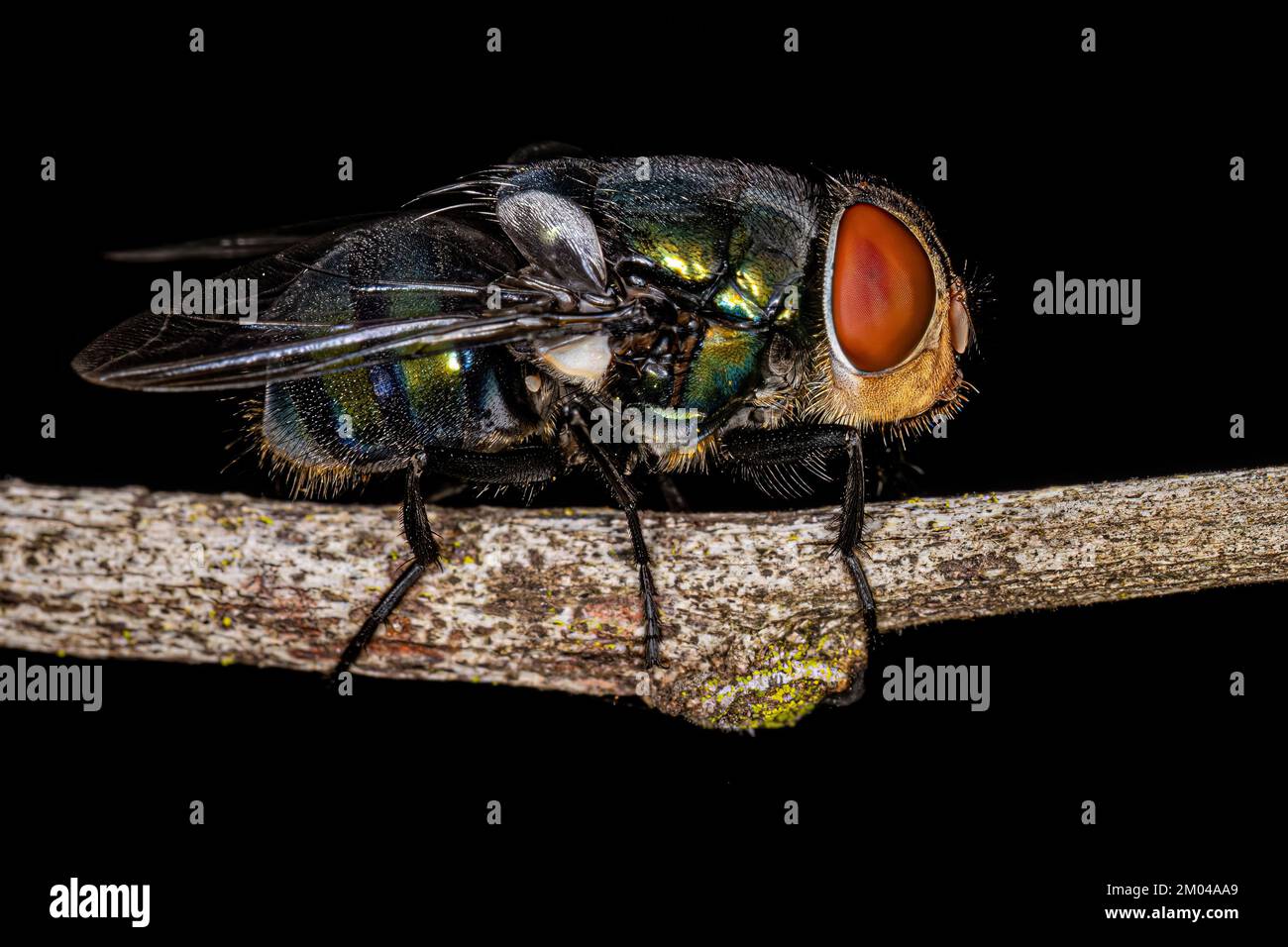 Adult Blow Fly of the Family Calliphoridae Stock Photo - Alamy