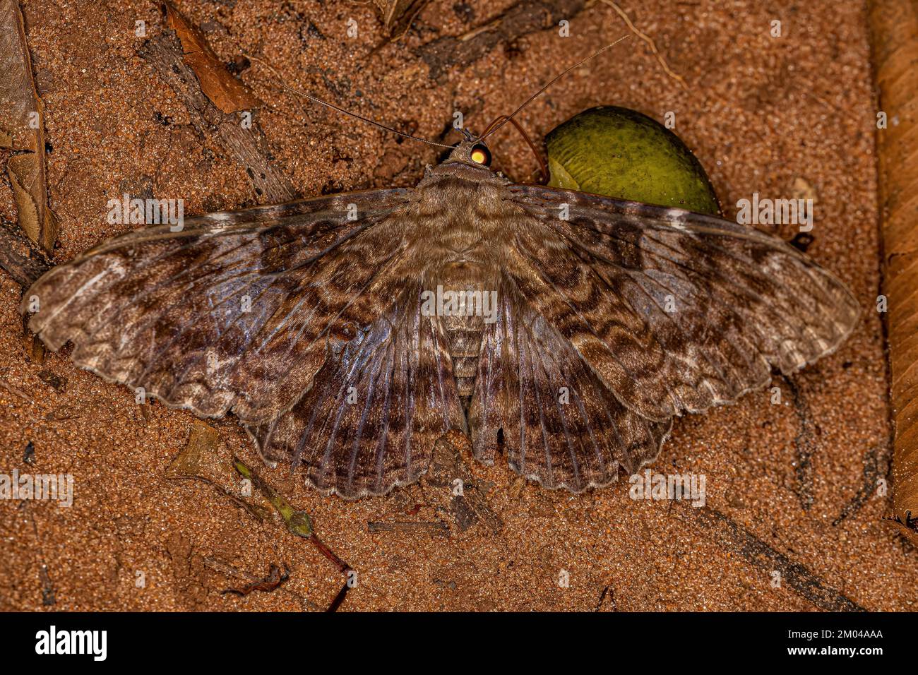 Adult Moth Insect of the Genus Letis Stock Photo - Alamy