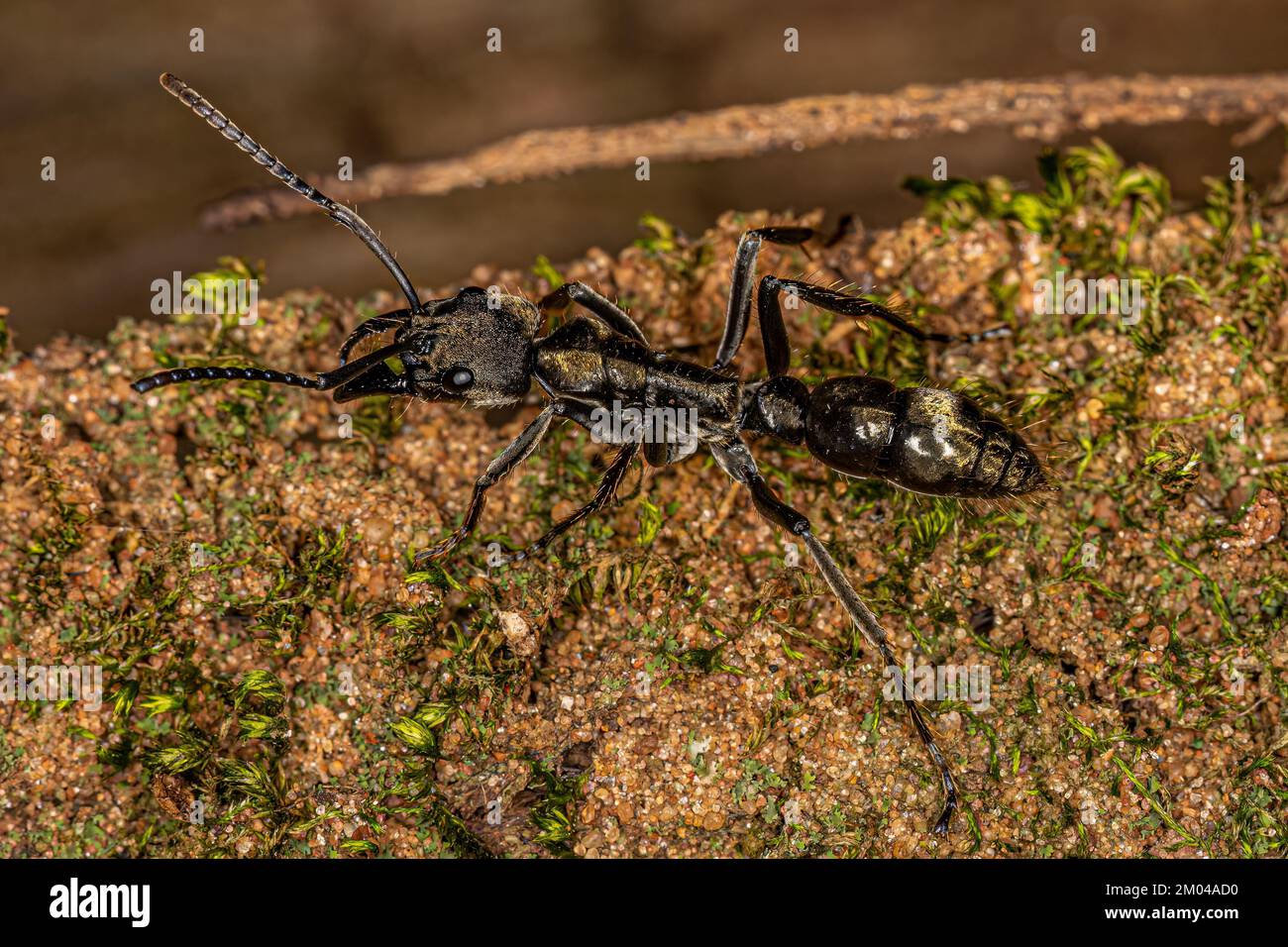 Ponerine ant hi-res stock photography and images - Alamy