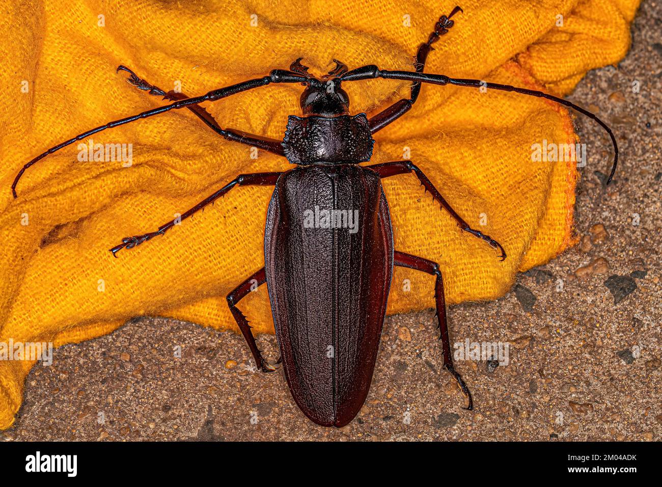 Adult Giant Prionid Beetle of the genus Ctenoscelis Stock Photo - Alamy