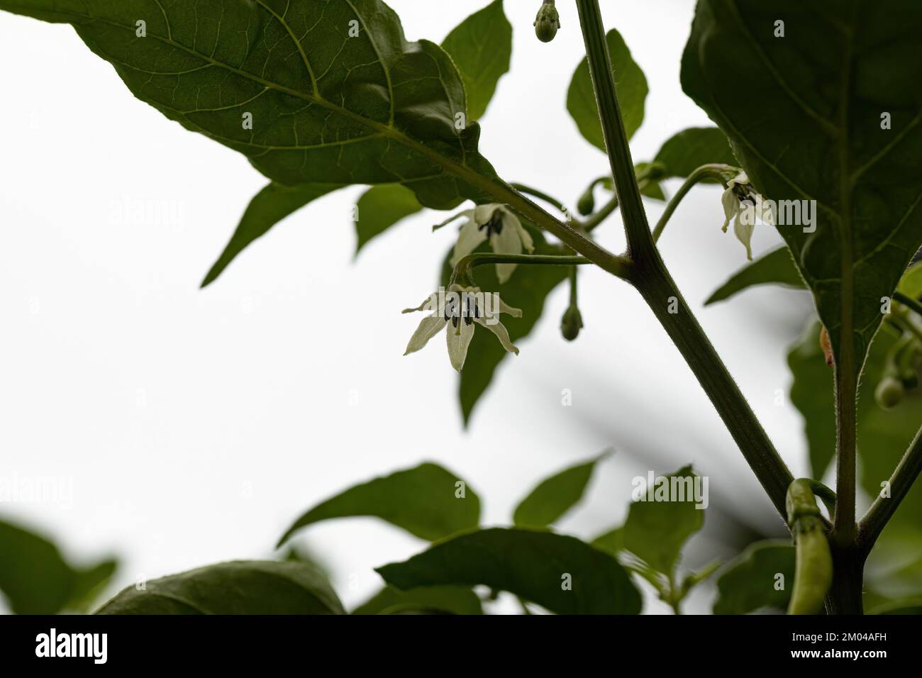 white flower of a small pepper plant in backlight Stock Photo - Alamy