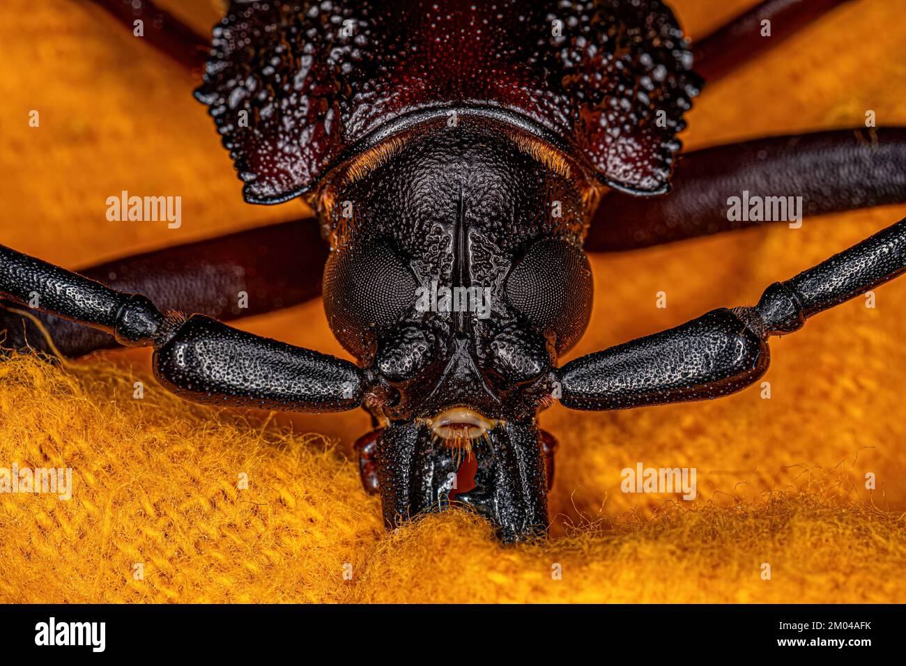 Adult Giant Prionid Beetle of the genus Ctenoscelis Stock Photo - Alamy