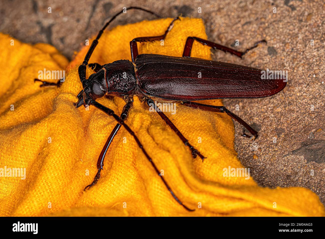 Adult Giant Prionid Beetle of the genus Ctenoscelis Stock Photo - Alamy