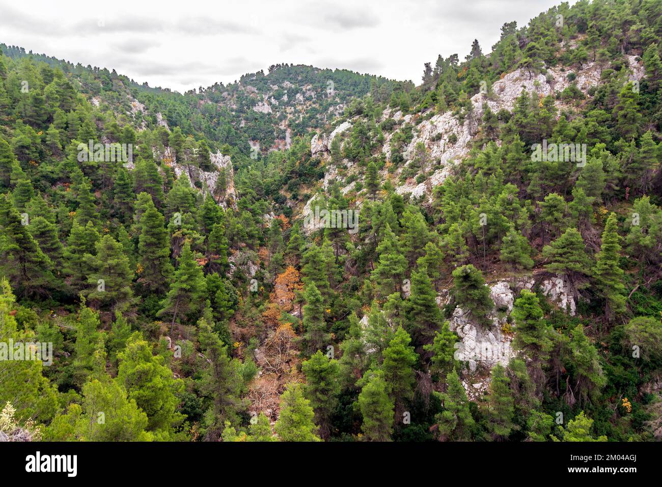 Fir forest background view. Coniferous trees and woods on the mountain ...