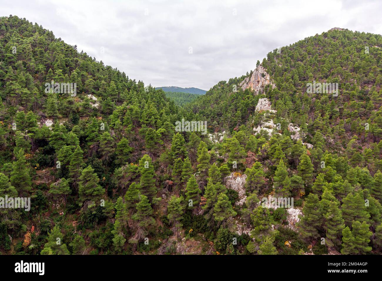 Fir forest background view. Coniferous trees and woods on the mountain ...