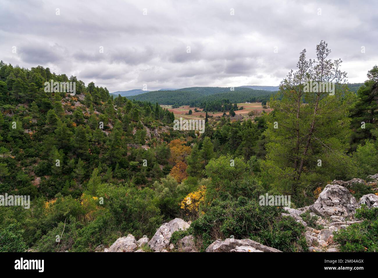 Fir forest background view. Coniferous trees and woods on the mountain ...