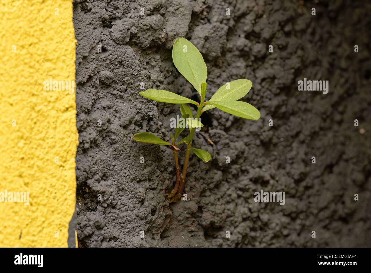 Small dicot plant of the class magnoliopsida Stock Photo - Alamy