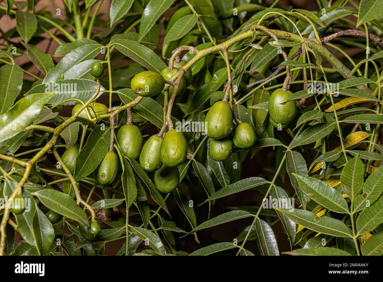 Ambarella Fruiting Tree of the species Spondias dulcis Stock Photo - Alamy