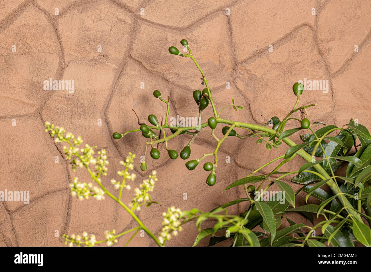 Ambarella Fruiting Tree of the species Spondias dulcis Stock Photo - Alamy