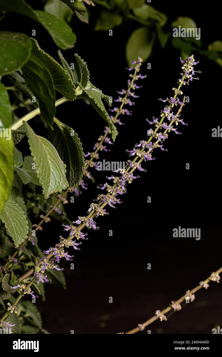 Indian Borage Flower of the species Coleus amboinicus Stock Photo - Alamy