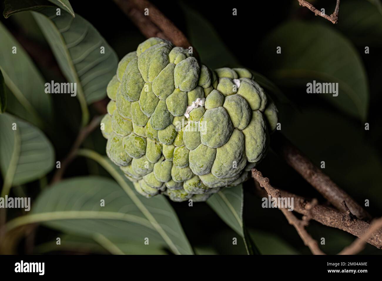 Sweetsop green fruit species annona hi-res stock photography and images ...