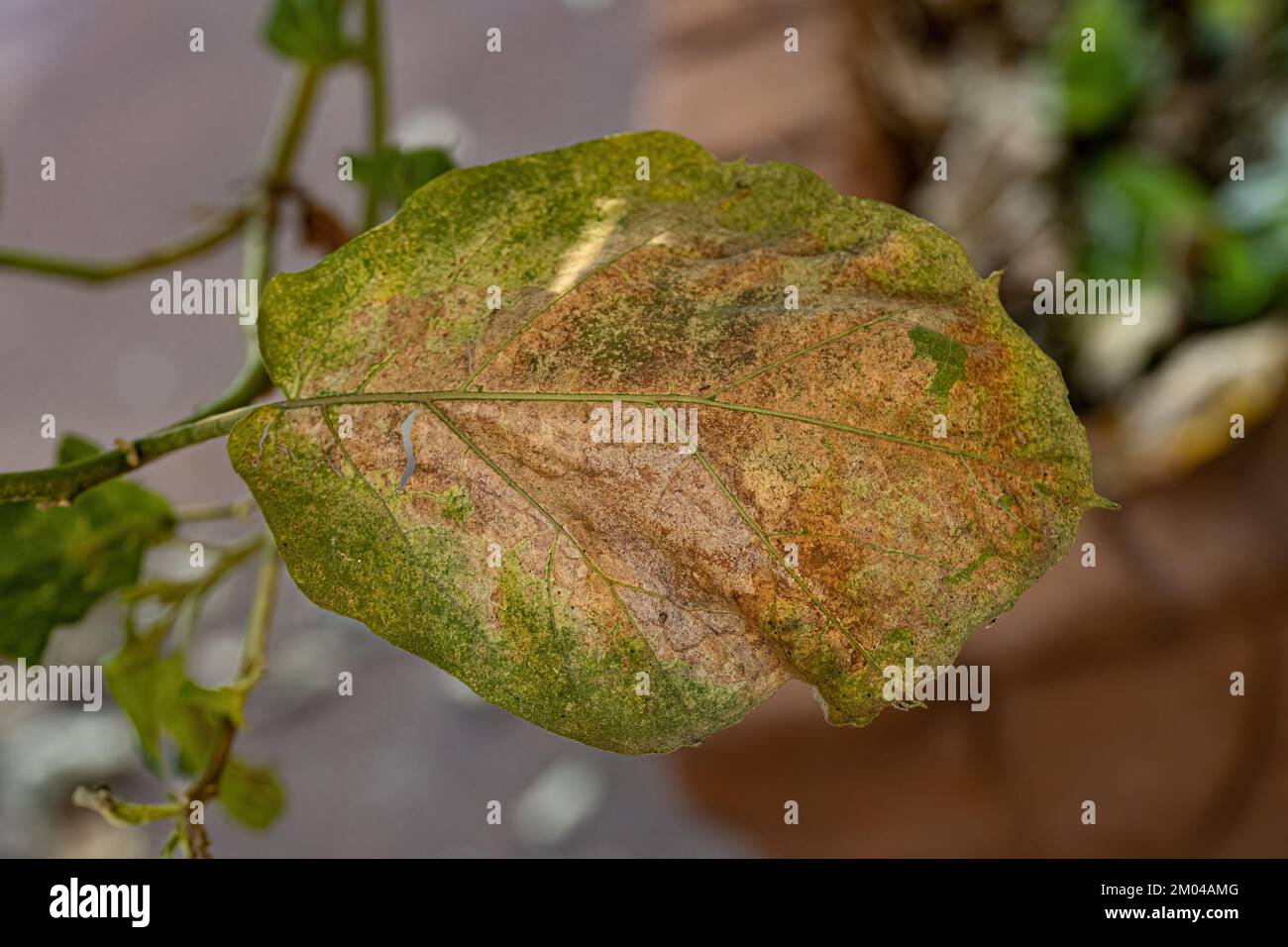 Leaves of a jurubeba tree with leaf damage caused by the Lace Bugs ...