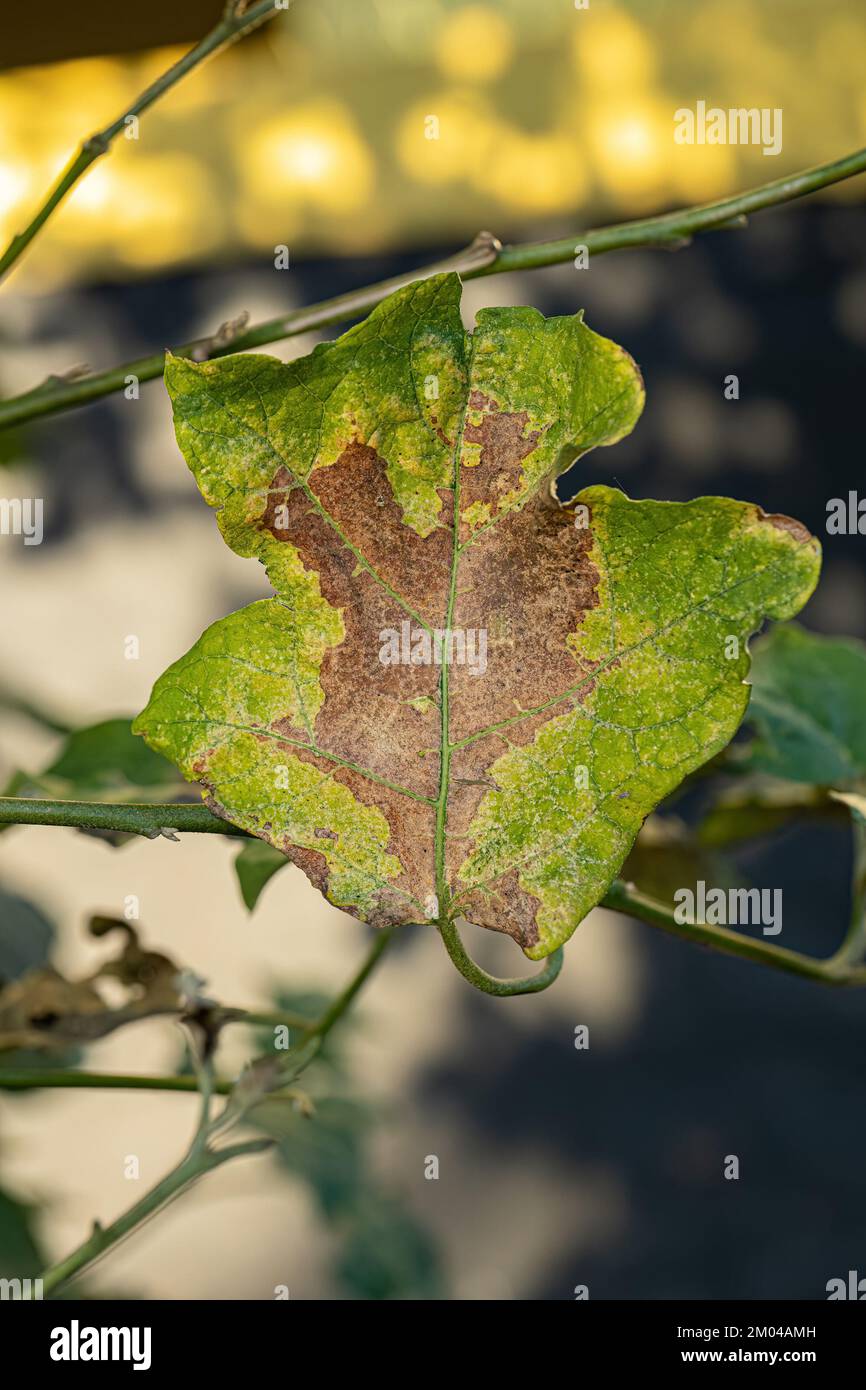 Leaves of a jurubeba tree with leaf damage caused by the Lace Bugs ...