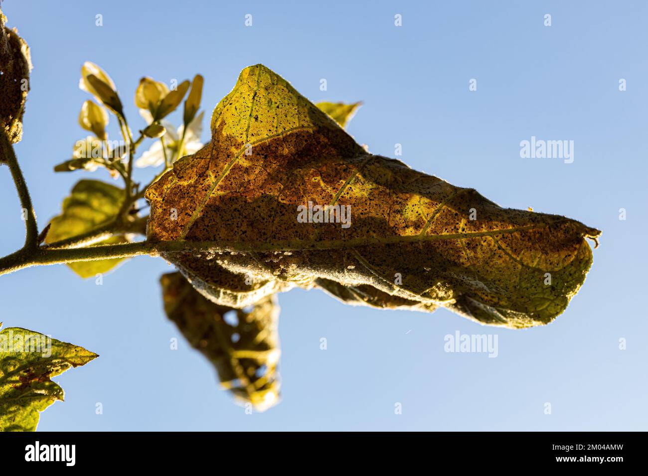 Leaves of a jurubeba tree with leaf damage caused by the Lace Bugs ...