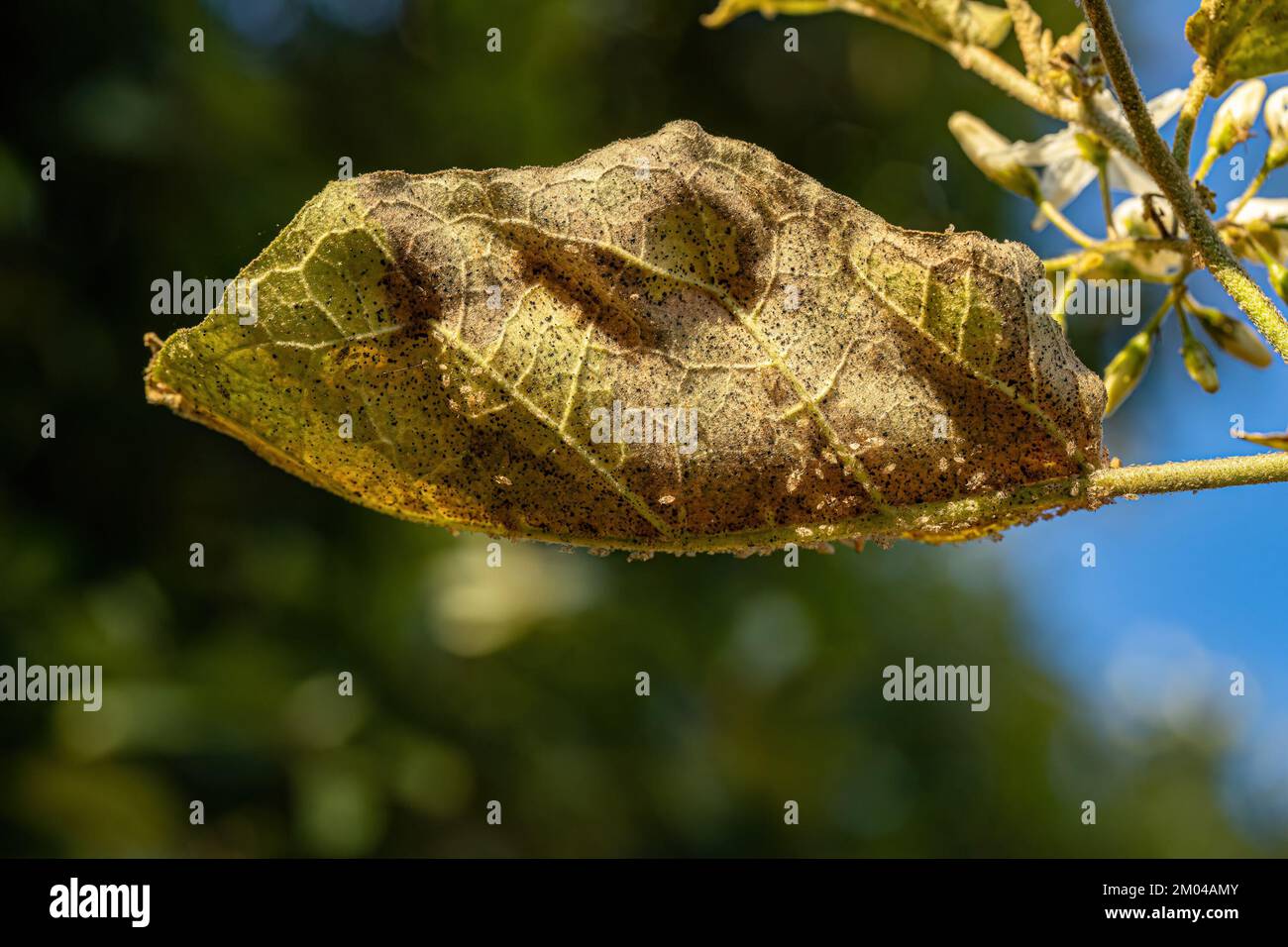 Leaves of a jurubeba tree with leaf damage caused by the Lace Bugs ...