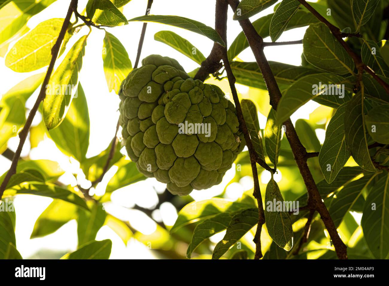 Sweetsop Green Fruit of the species Annona squamosa Stock Photo - Alamy