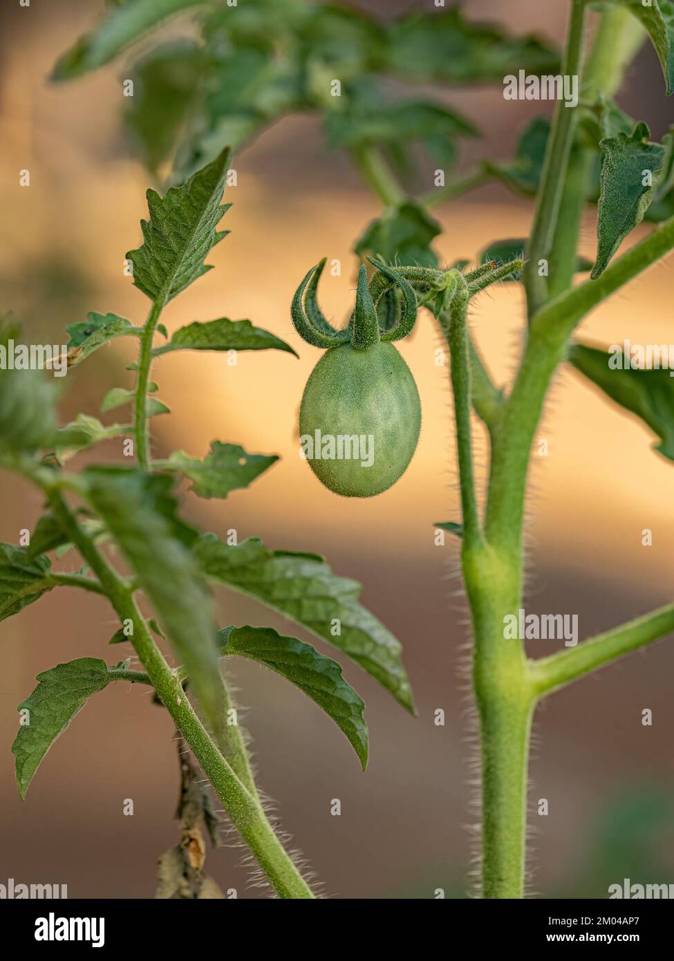Small green tomato fruit on unripe foot with selective focus Stock ...