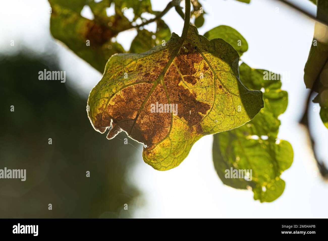Leaves of a jurubeba tree with leaf damage caused by the Lace Bugs ...