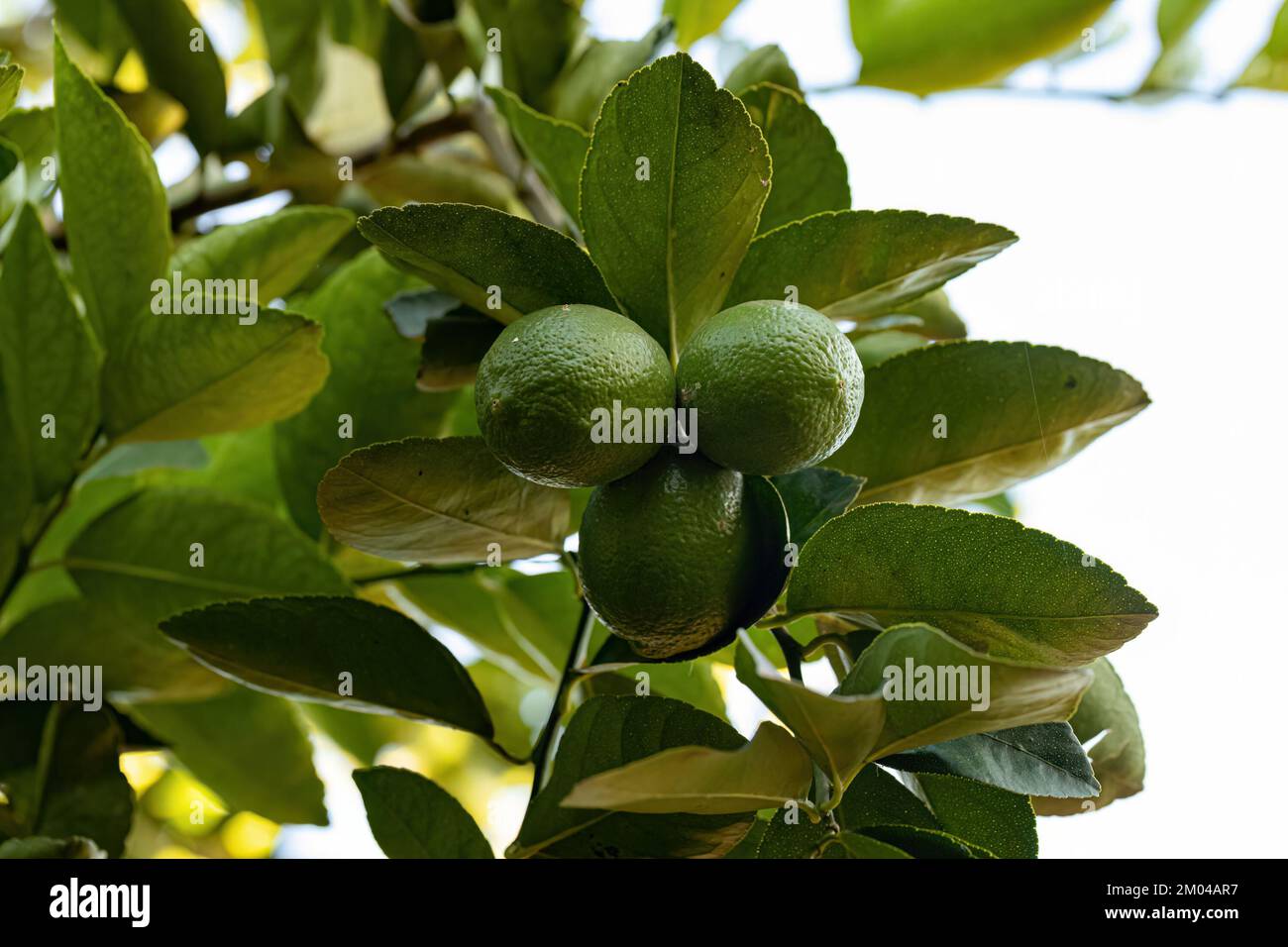 Small Lemon Fruit of the Plant of the Genus Citrus Stock Photo - Alamy