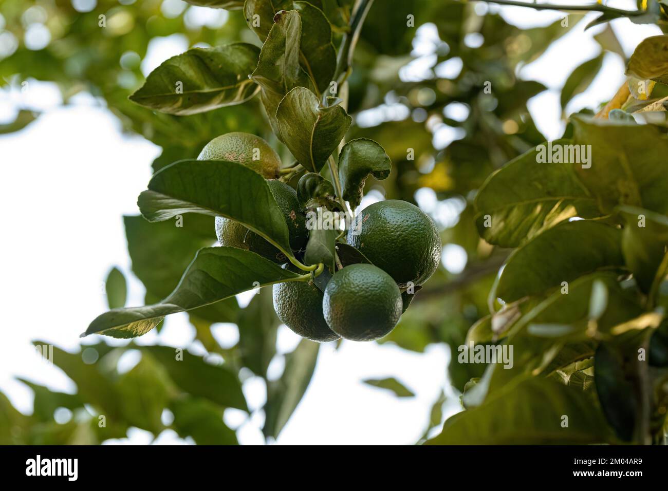 Small Lemon Fruit of the Plant of the Genus Citrus Stock Photo - Alamy
