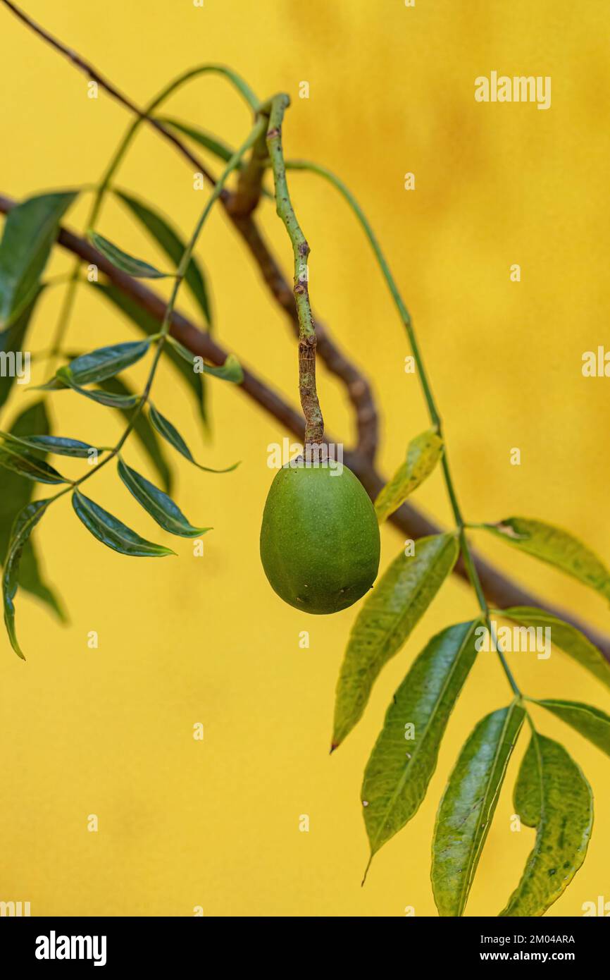 Ambarella Fruiting Tree of the species Spondias dulcis Stock Photo - Alamy