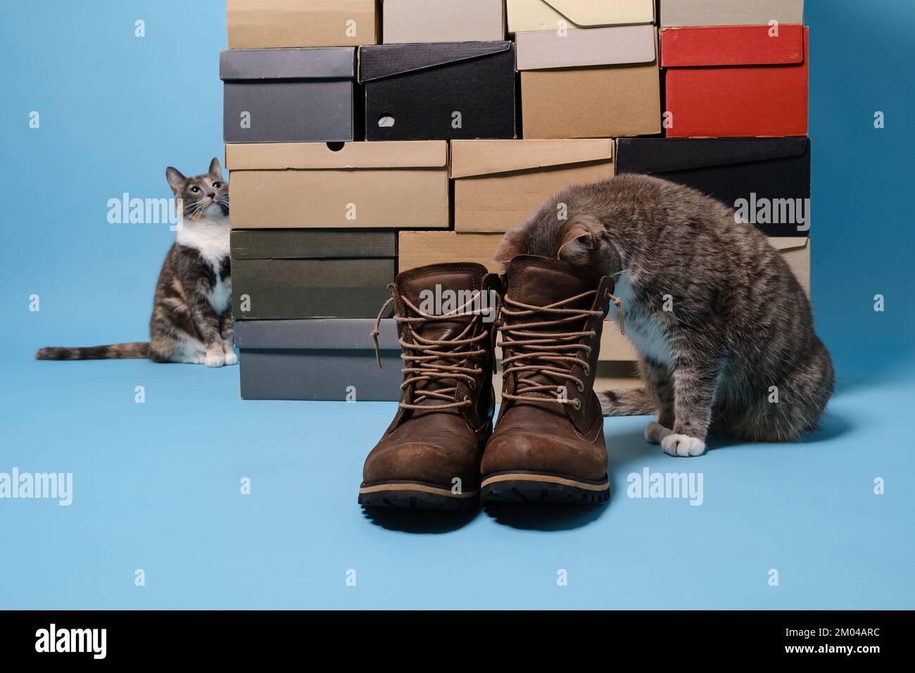 Pair of curious cats, one sticking its head into a shoe and the other ...