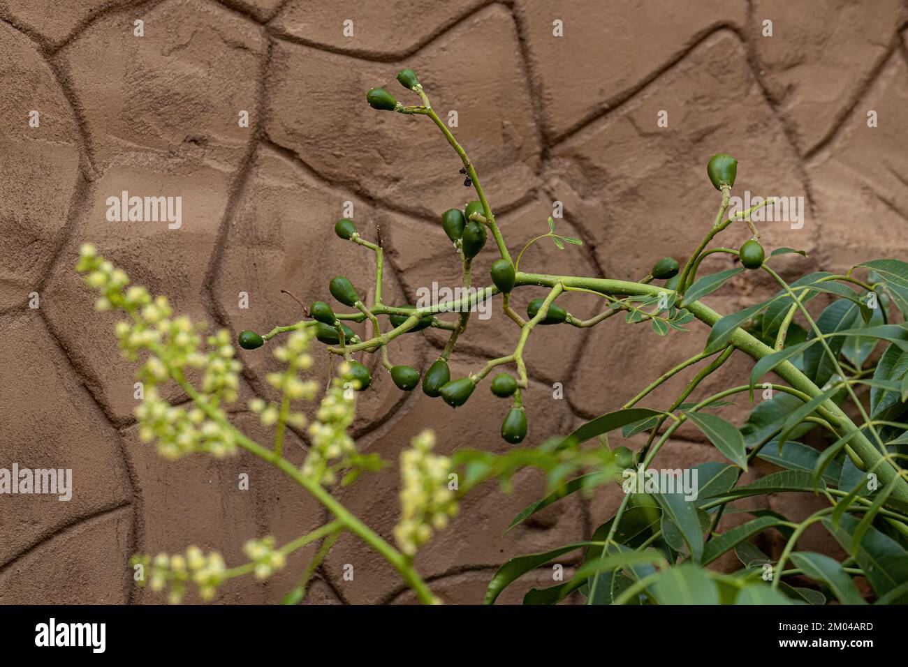 Ambarella Fruiting Tree of the species Spondias dulcis Stock Photo - Alamy