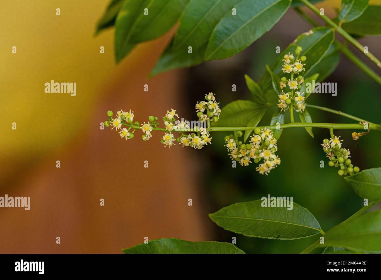 June plum tree hi-res stock photography and images - Alamy