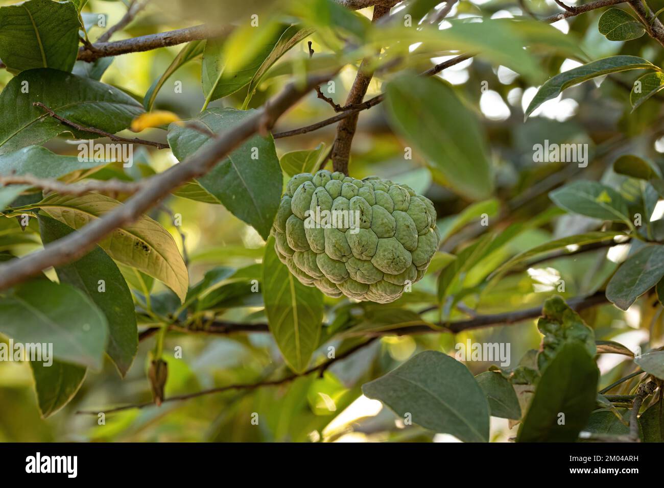 Sweetsop green fruit species annona hi-res stock photography and images ...