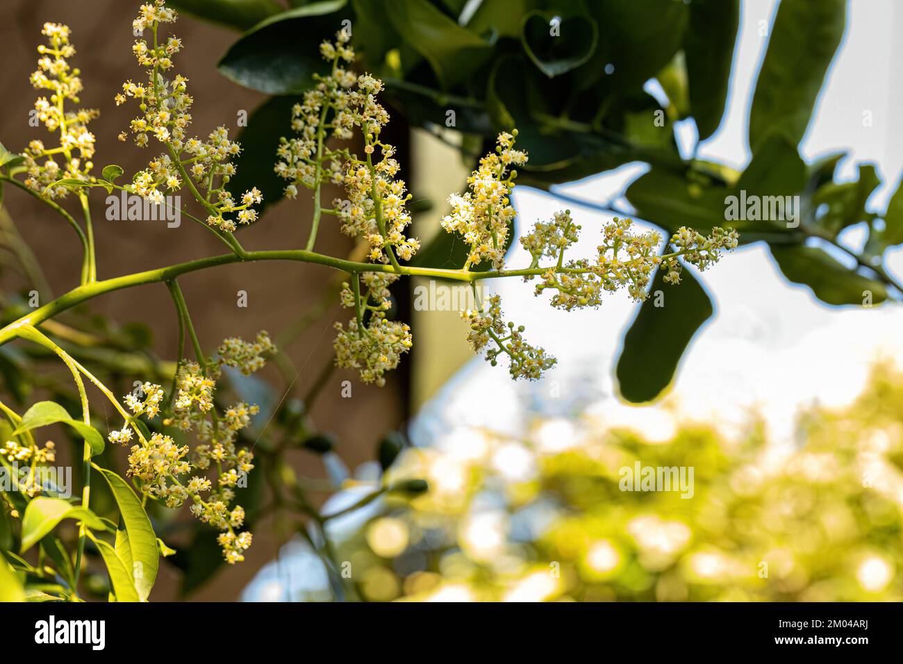 Ambarella Flowering Tree of the species Spondias dulcis Stock Photo - Alamy