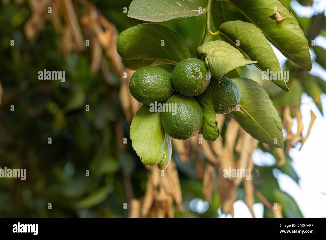 Small Lemon Fruit of the Plant of the Genus Citrus Stock Photo - Alamy