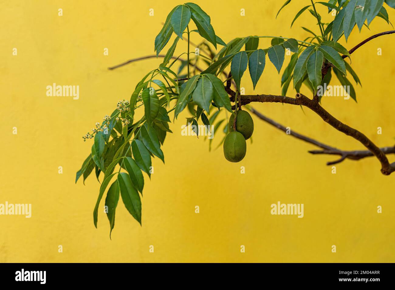 Ambarella Fruiting Tree of the species Spondias dulcis Stock Photo - Alamy
