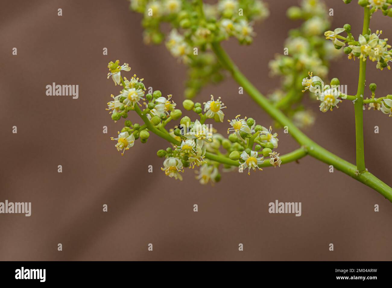 Ambarella Flowering Tree of the species Spondias dulcis Stock Photo - Alamy